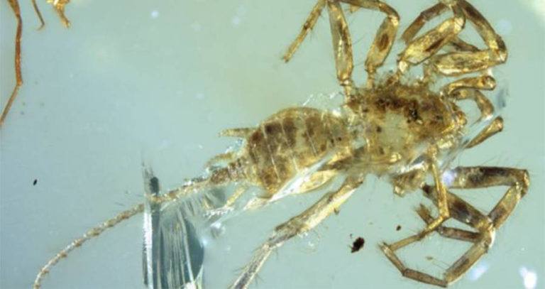 As If They Weren't Bad Enough, Scientists Find That Spiders Used To ...