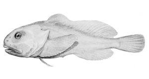 Meet The Blobfish, The 'Ugliest Animal In The World'