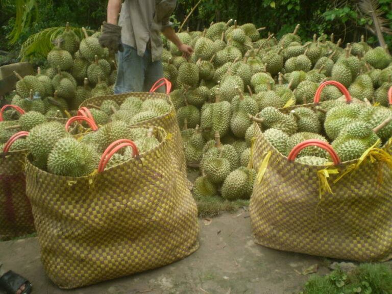 What Is Durian, The Southeast Asian Fruit Said To Smell Like Death?