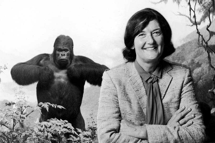 The Heroism Of Dian Fossey And Her Efforts To Save The Gorillas In The The Heroism Of Dian Fossey And Her Efforts To Save The Gorillas In The