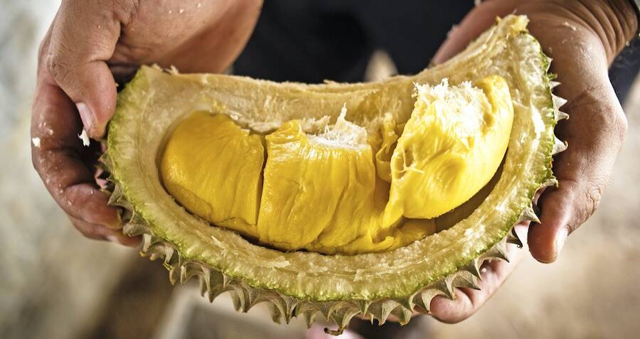 What Is Durian, The Southeast Asian Fruit Said To Smell Like Death?