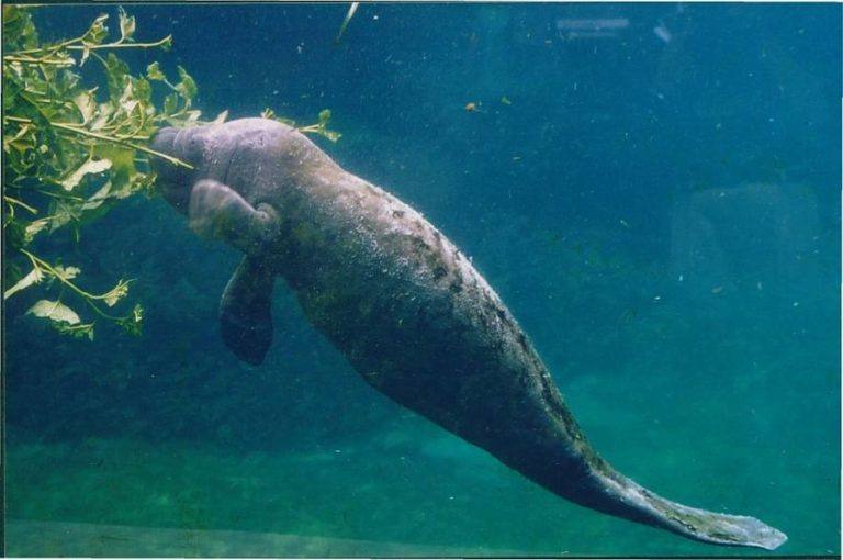 Three Historic Explorers Who Were Captivated By Mermaid Sightings