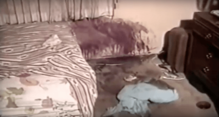 The Story Of The Gruesome And Unsolved Wonderland Murders