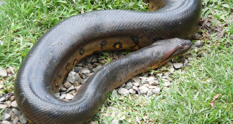 Titanoboa Was The 50-Foot Prehistoric Snake Of Nightmares