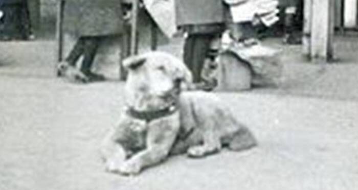 The Heartbreaking Story Of Hachiko, The World's Most Loyal Dog