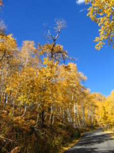 Pando, The Tree Colony That's The Heaviest Organism On Earth