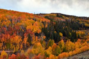 Pando, The Tree Colony That's The Heaviest Organism On Earth