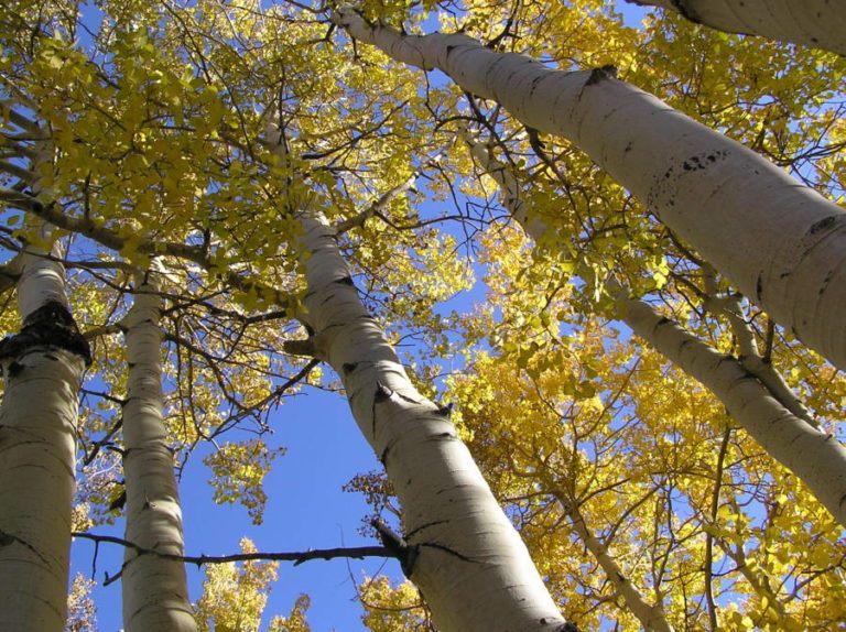 Pando, The Tree Colony That's The Heaviest Organism On Earth