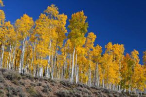 Pando, The Tree Colony That's The Heaviest Organism On Earth