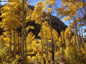 Pando, The Tree Colony That's The Heaviest Organism On Earth