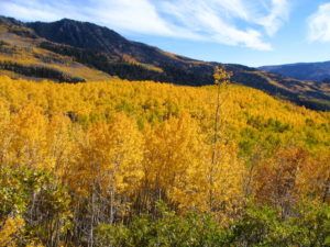 Pando, The Tree Colony That's The Heaviest Organism On Earth