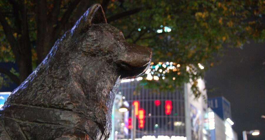 The True Story Of Hachiko, History's Most Devoted Dog