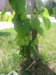 Pando, The Tree Colony That's The Heaviest Organism On Earth