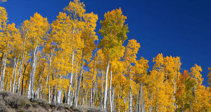 Pando, The Tree Colony That's The Heaviest Organism On Earth