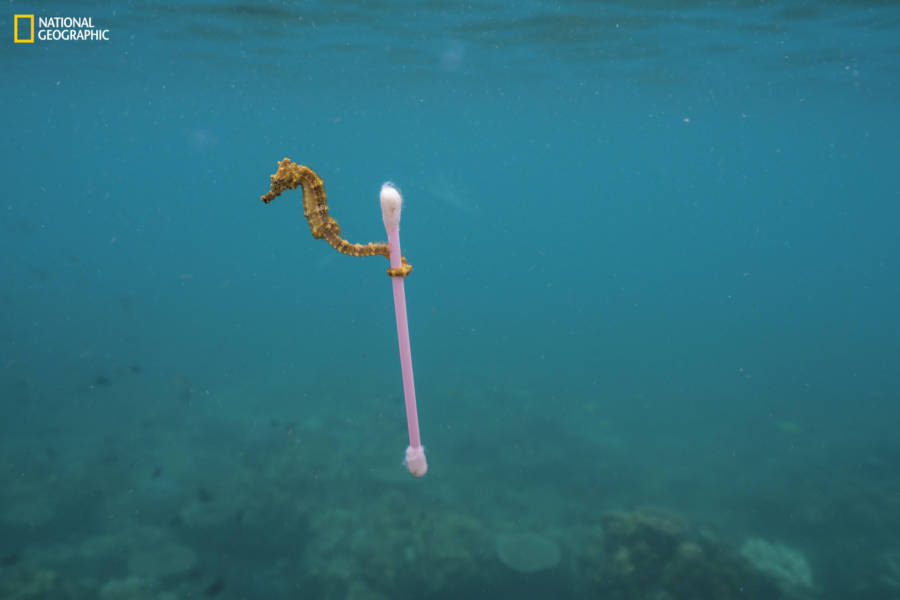 Heartbreaking Photos Of Plastic's Devastating Impact On Sea Creatures
