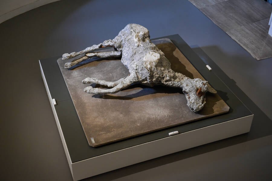 39 Agonizing Photos Of Pompeii's Bodies Frozen In Time