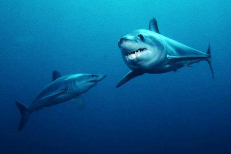 The Shortfin Mako Shark, The Deadly 'Cheetah Of The Ocean'