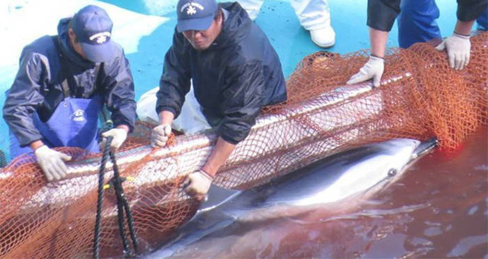 Taiji, Japan – A Sunny Island Town With A Deep Dark Secret