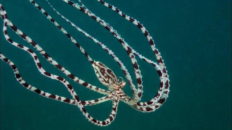 Mimic Octopus – The Astounding Impersonator Of The Deep Sea [VIDEO]
