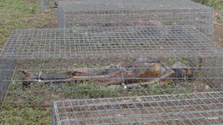 Body Farms, The Research Facilities Where Corpses Are Left Out To Decay