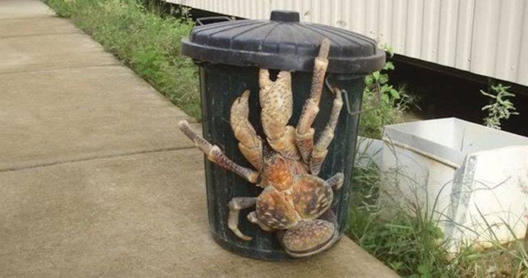 The Coconut Crab Might Be The Scariest Crustacean Ever