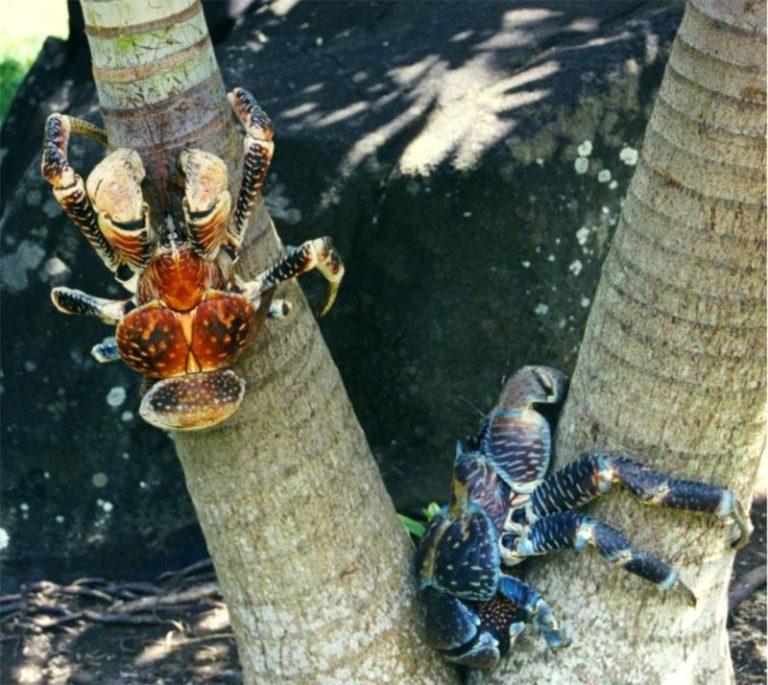 Coconut Crab: The Massive Bird-Eating Crustacean Of The Indo-Pacific