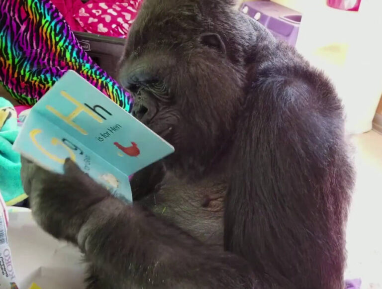 Koko The Gorilla's Death And The Tragic Story Behind It