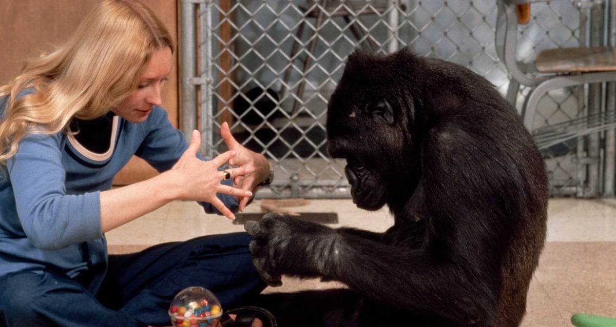 Inside Koko The Gorilla's Death