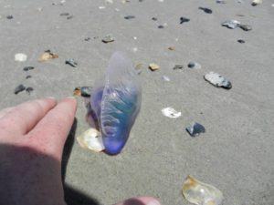 How The Portuguese Man Of War Became Known As "The Floating Terror"