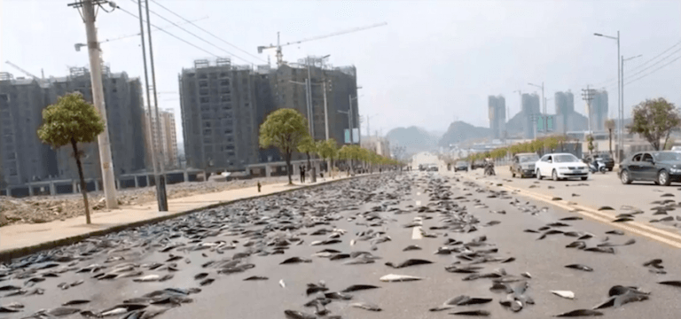 Lluvia De Peces: The Strange Phenomenon Of Honduras Fish Rain