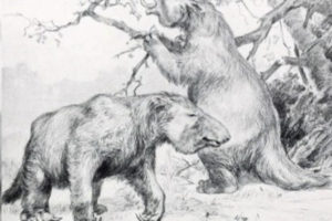 Mapinguari, The Legendary Sloth Monster Of Your Nightmares