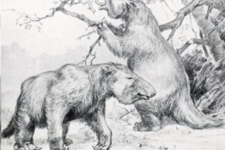 Mapinguari, The Legendary Sloth Monster Of Your Nightmares