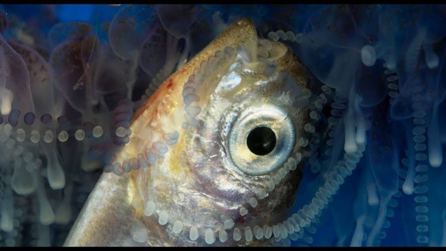 How The Portuguese Man Of War Became Known As "The Floating Terror"