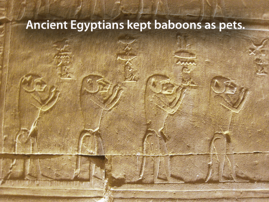 33 Ancient History Facts You Definitely Didn't Learn In School