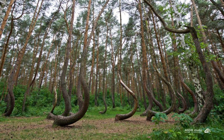 Why Poland's Crooked Forest Of Krzywy Las Is Crooked