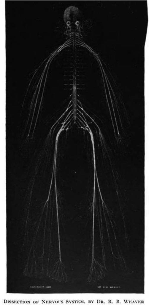 Harriet Cole: The Hospital Janitor Who Left Her Mark On Medical Science