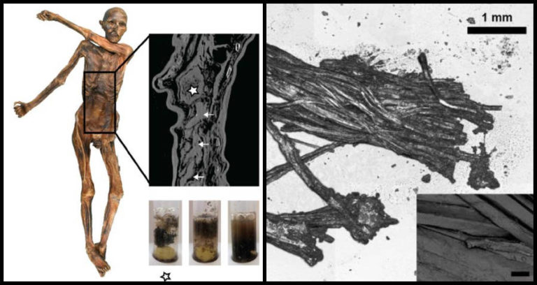 Scientists Now Know What Otzi The Iceman's Last Meal Was