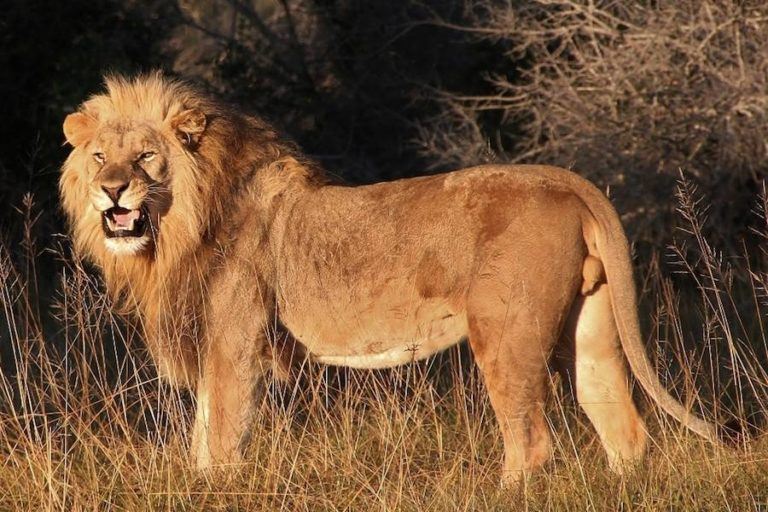 Pride Of Lions Eats Group Of Poachers Alive In South African Game Reserve
