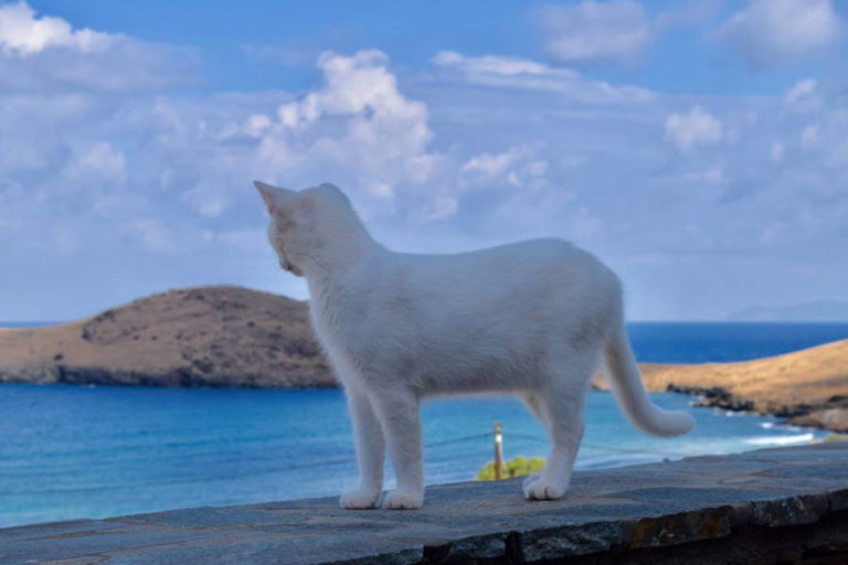 Cat Sanctuary On Greek Island Syros Seeks Caretaker for 55 Cats