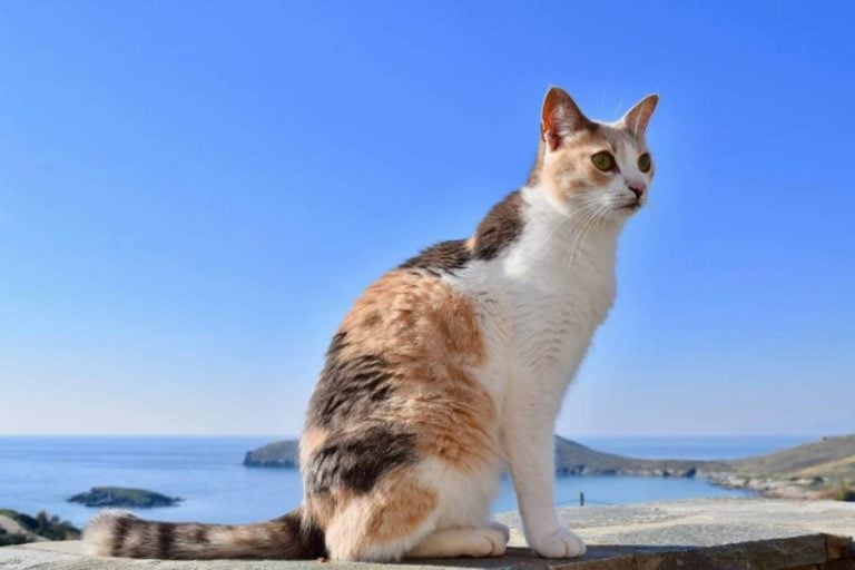 Cat Sanctuary On Greek Island Syros Seeks Caretaker for 55 Cats