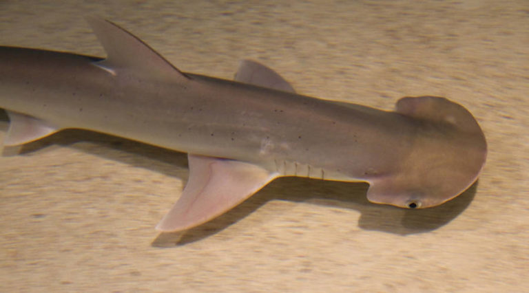 Bonnethead Shark Identified As World's First Known Omnivorous Shark