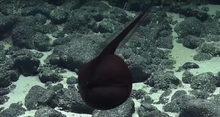 Gulper Eel Captured On Video Causes Hilarious Reactions From Scientists