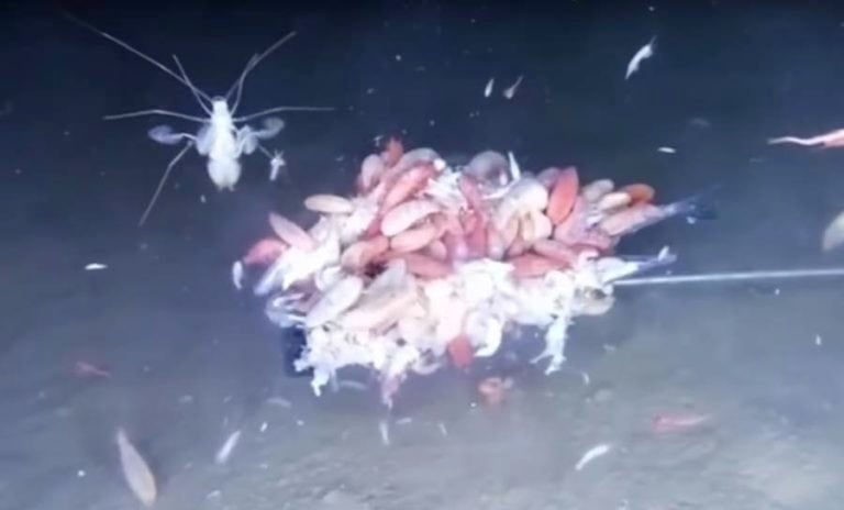 Three New Species Of Snailfish Discovered In Atacama Trench