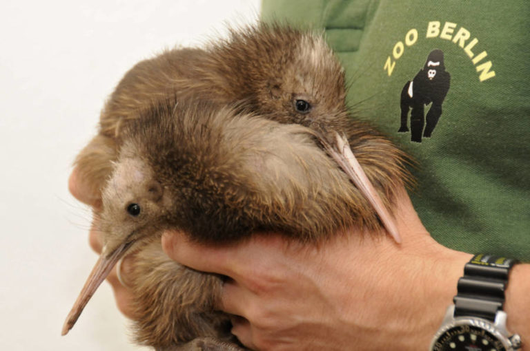 Largest Bird To Ever Exist Discovered, An Extinct "Dinosaur Bird"