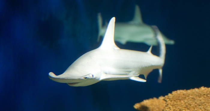 Bonnethead Shark Identified As World's First Known Omnivorous Shark