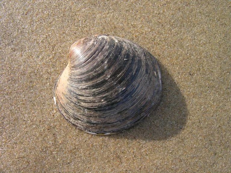 Ming The Clam: 507-Years-Old And World's Oldest-Recorded Animal