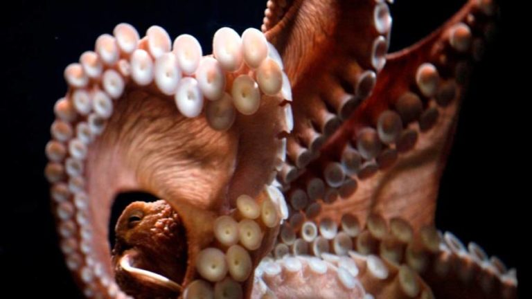 Octopuses On MDMA Act Just Like Humans On MDMA, Study Says