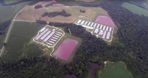 Hog Waste Lagoons Could Overflow During Hurricane Florence