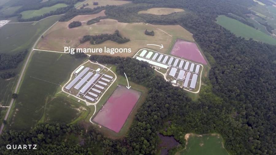 Hog Waste Lagoons Could Overflow During Hurricane Florence