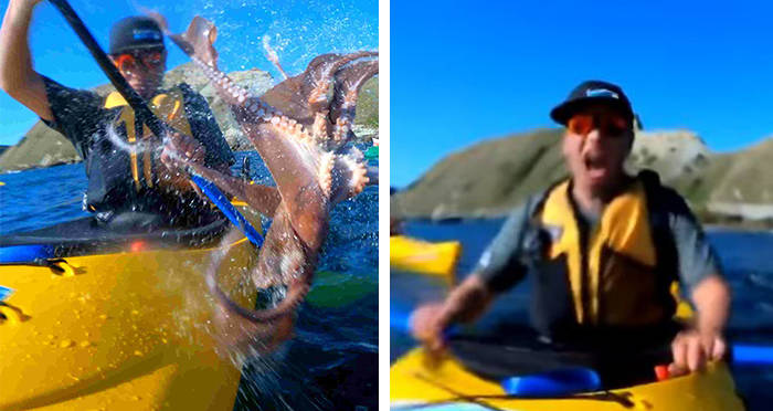 Watch This Kayaker Get Slapped In The Face By A Seal With An Octopus
